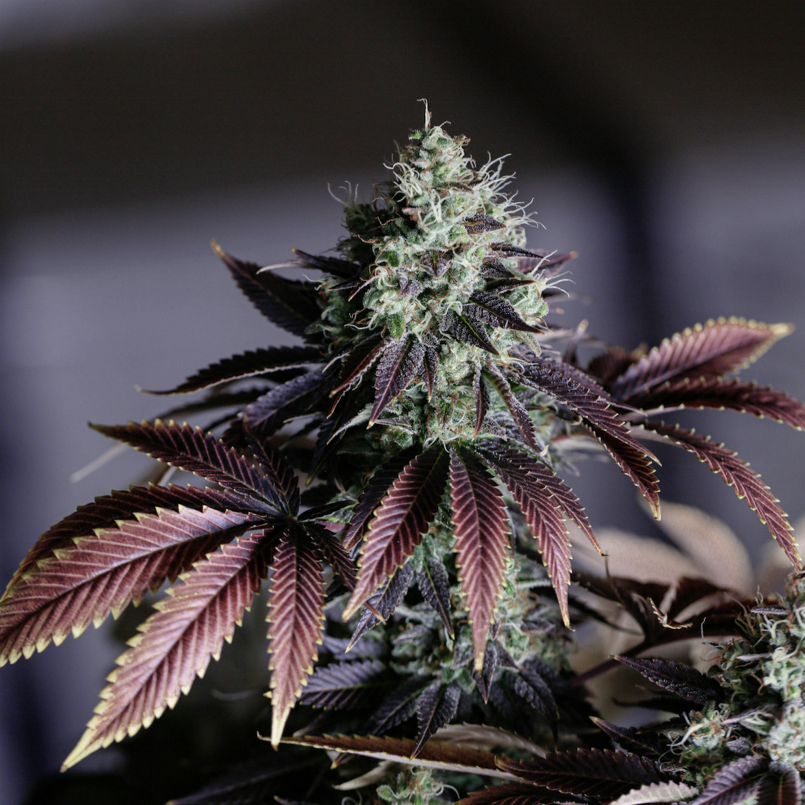 High Impact: Why the Cannabis Industry Needs a Green (and Just ...